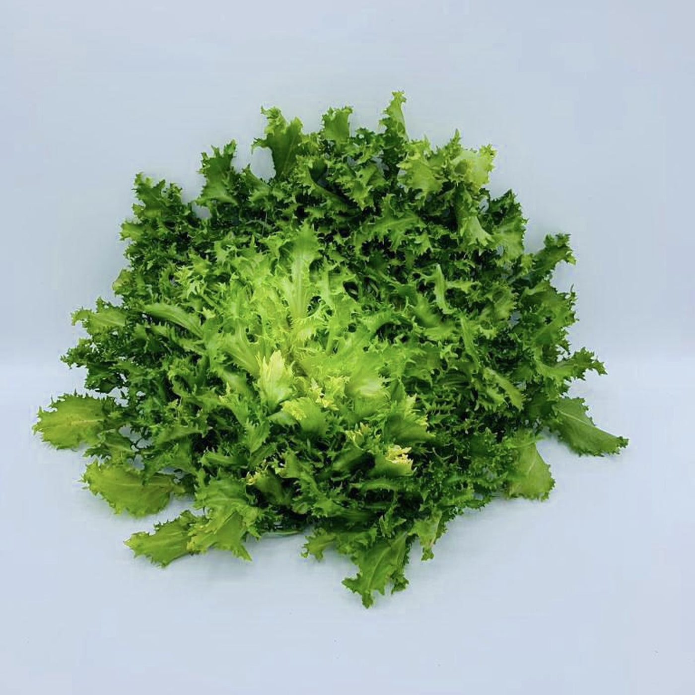 Frisee Salat – Kaninchenkiste